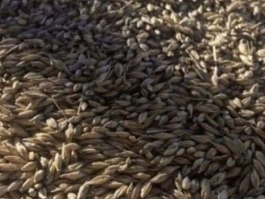 Зерно пшеница ячмень озимый