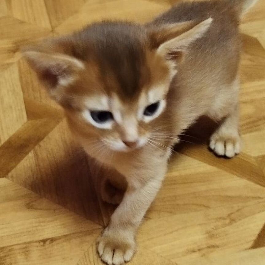 Абиссинский котёнок
