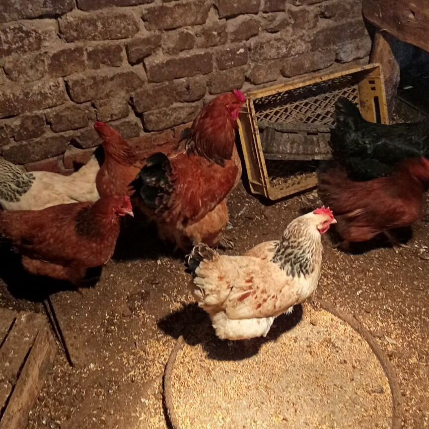 Продам петуха