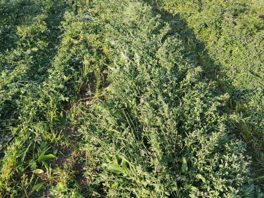 Сено люцерны в рулонах