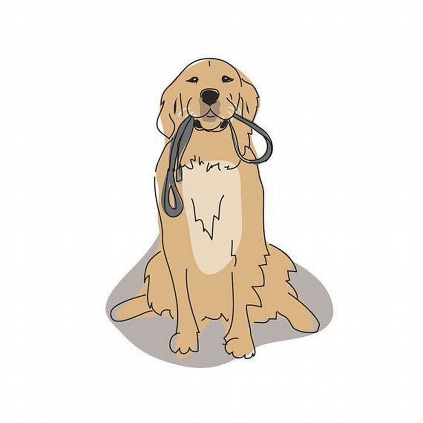 Выгул собак