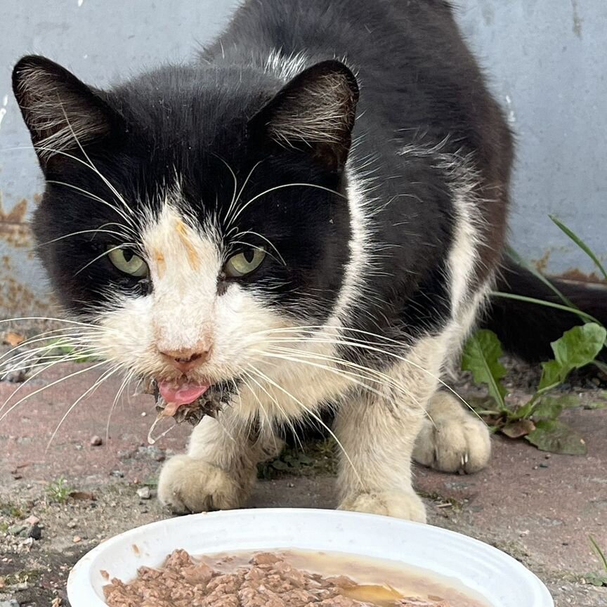 Кот умирает на улице