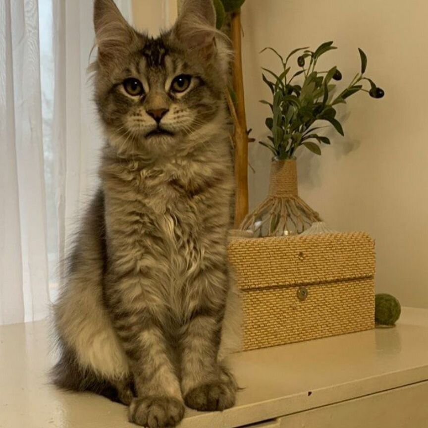 Мейн-кун котёнок