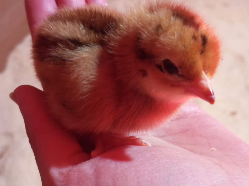 Цыплята суточные Ломан Браун, Ред Бро, Голошейка