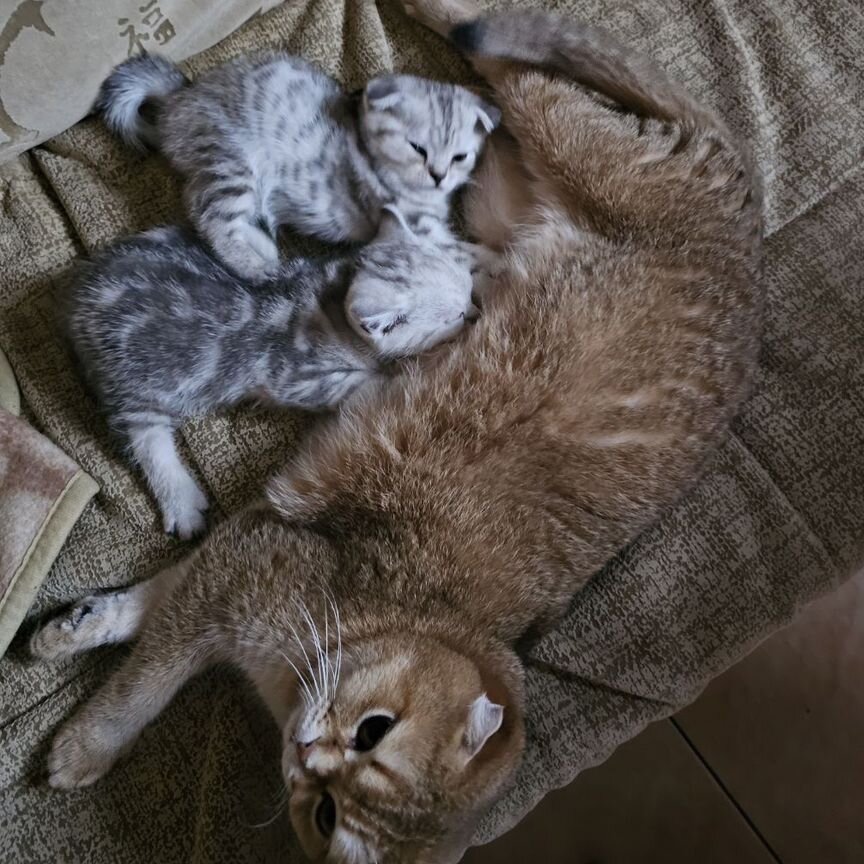 Шотландские котята