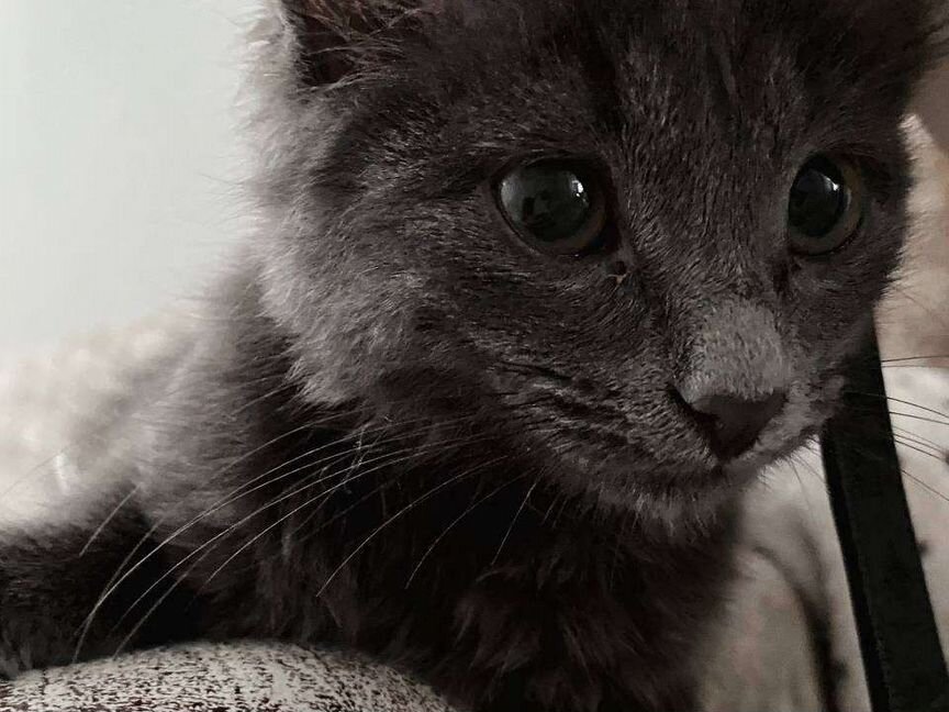 Котенок в добрые руки