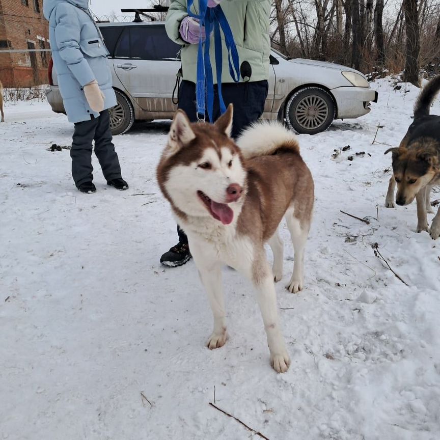 Хаски девочка