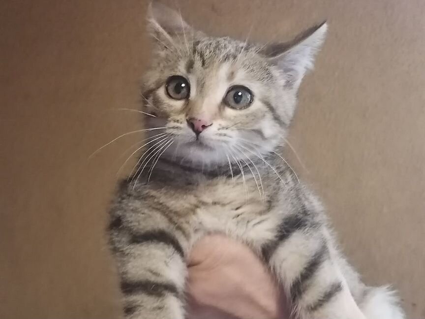 Котенок девочка