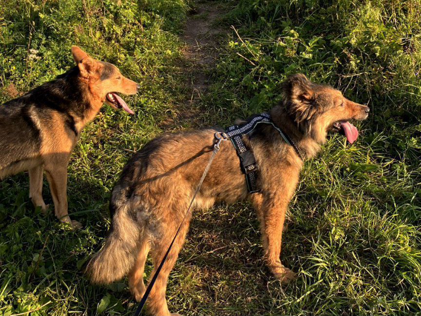 Шлейка ошейник