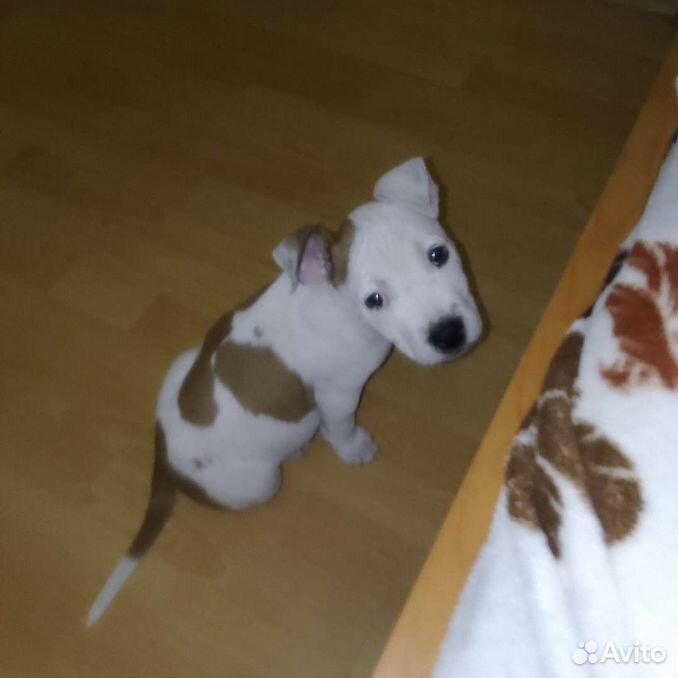 Отдам собачку в добрые руки стафф 2месяца