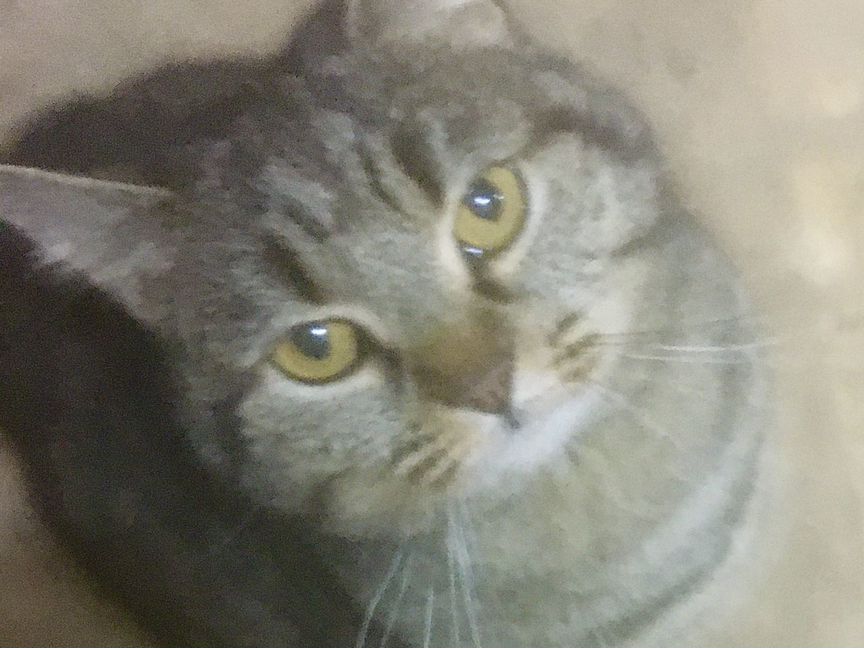 Спасите бывшедомашнюю кошку