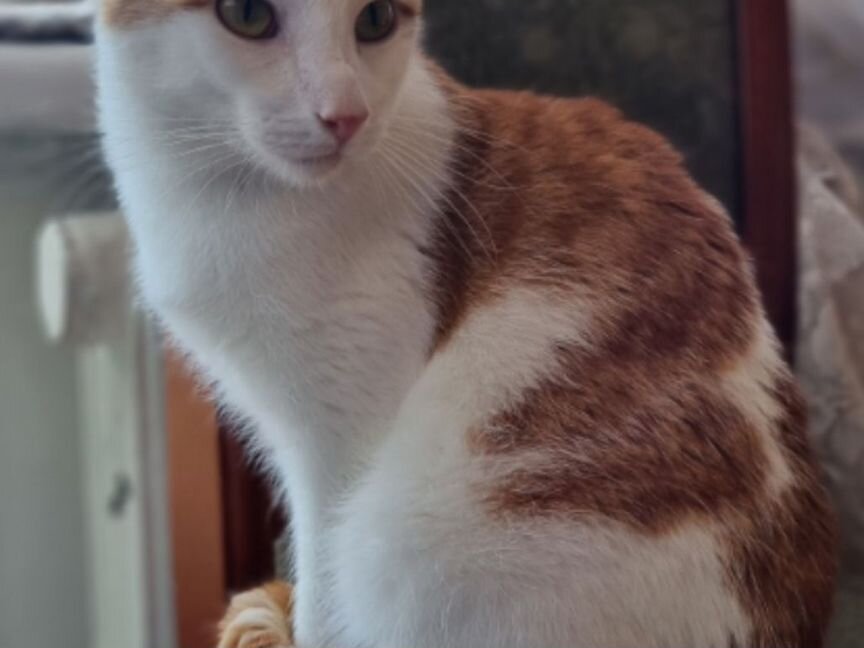 Рыжий Кот ждет