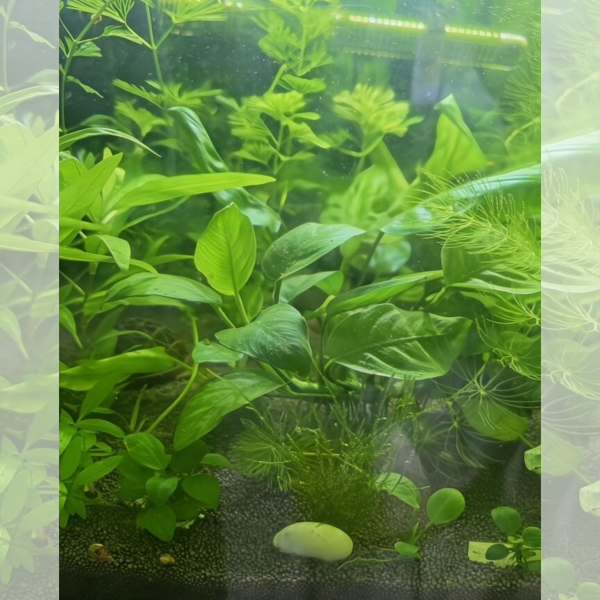 Аквариумная прополка