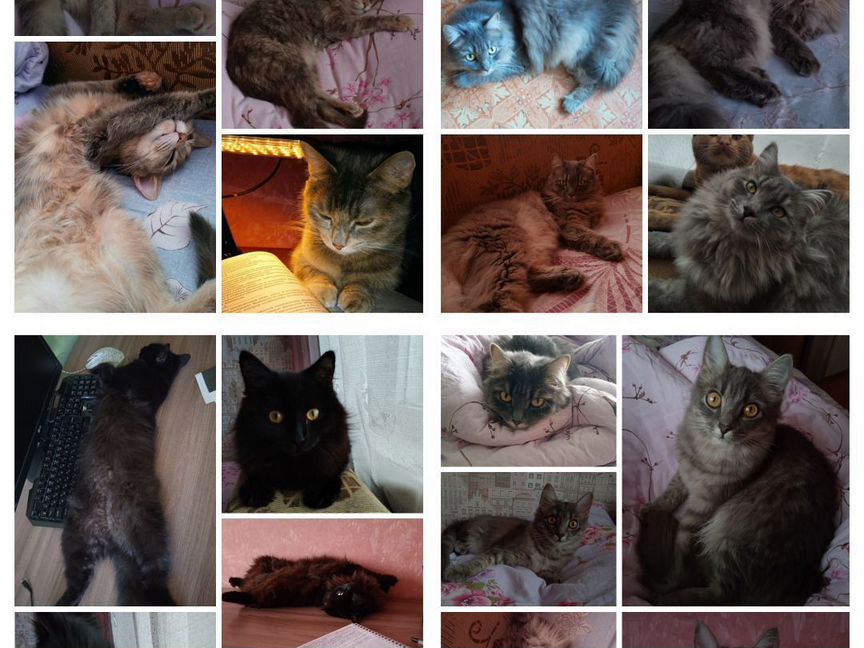 Кот и кошки