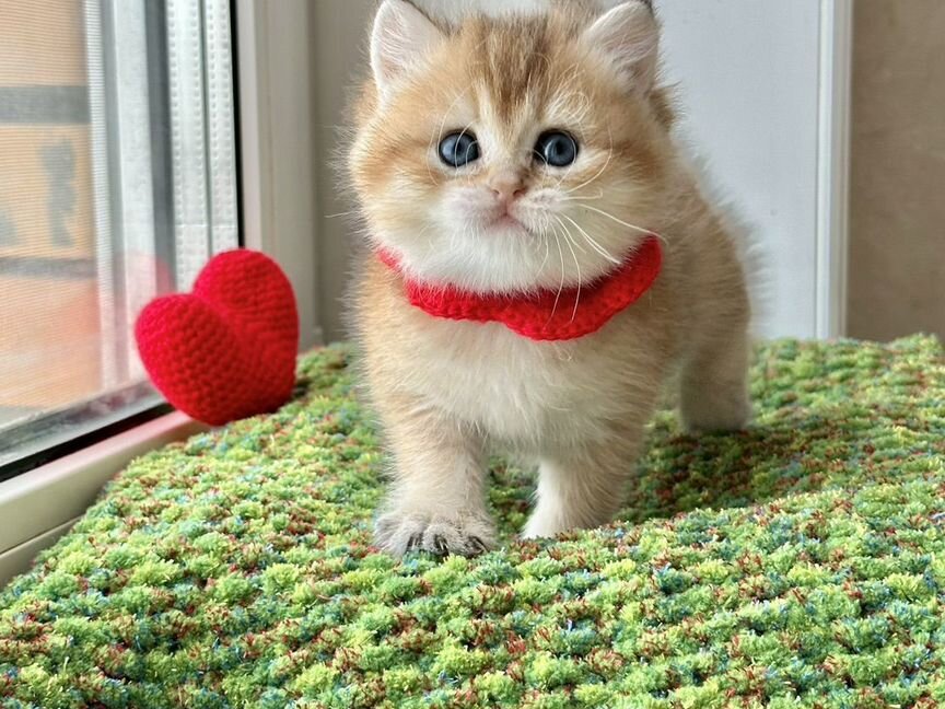 Британский котик золотая шиншилла bri ny11