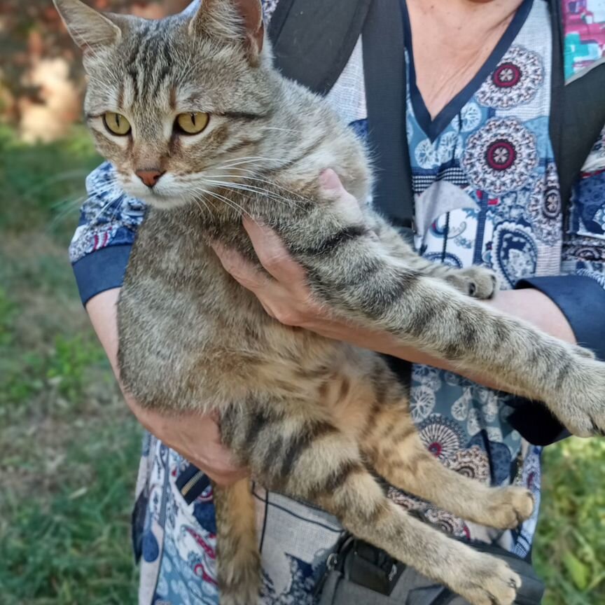 Кошки в добрые руки