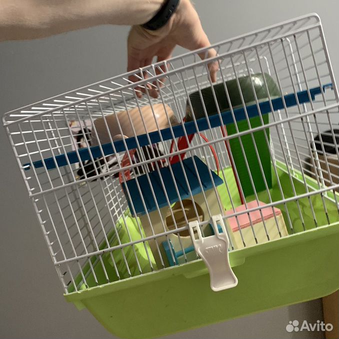 Отдам хомяка с клеткой (девочка 3-4 месяца)