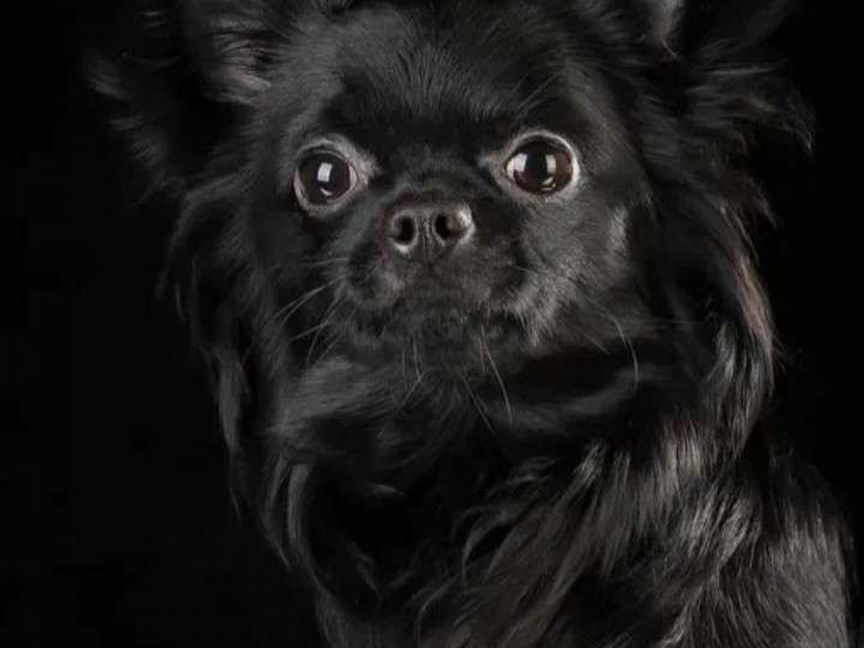 Вязка чихуахуа