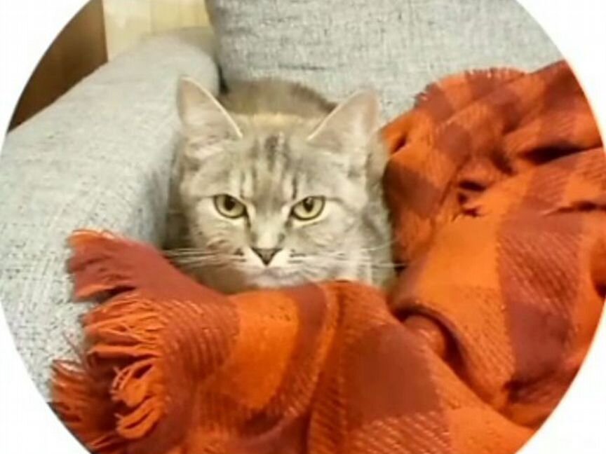 Кошка в добрые руки