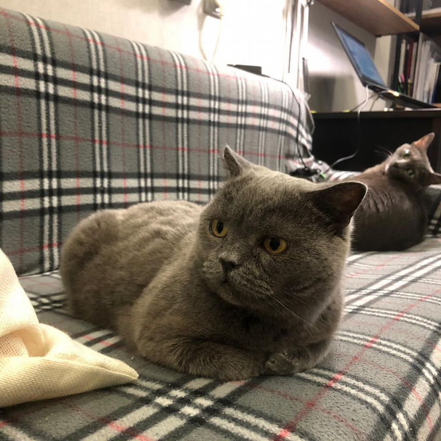 Роскошная кошка в дар