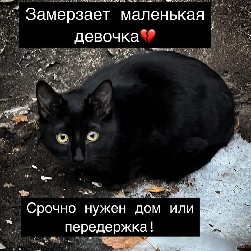 Котенок девочка замерзает на улице