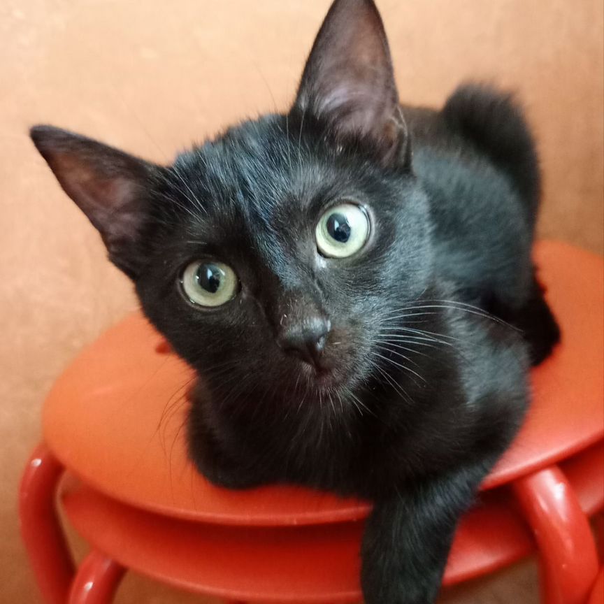 Котенок