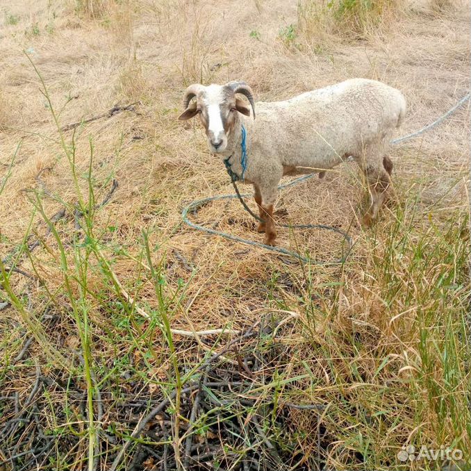 Овцы, козы, бараны