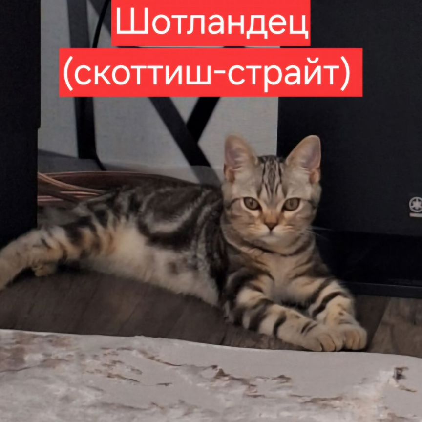 Кот вязка