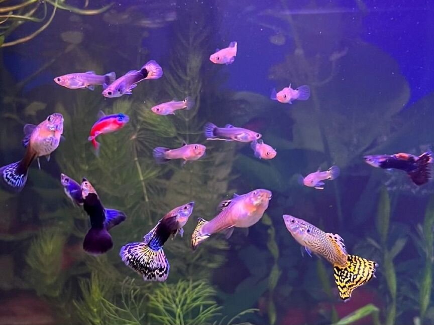 Аквариумные рыбки гуппи