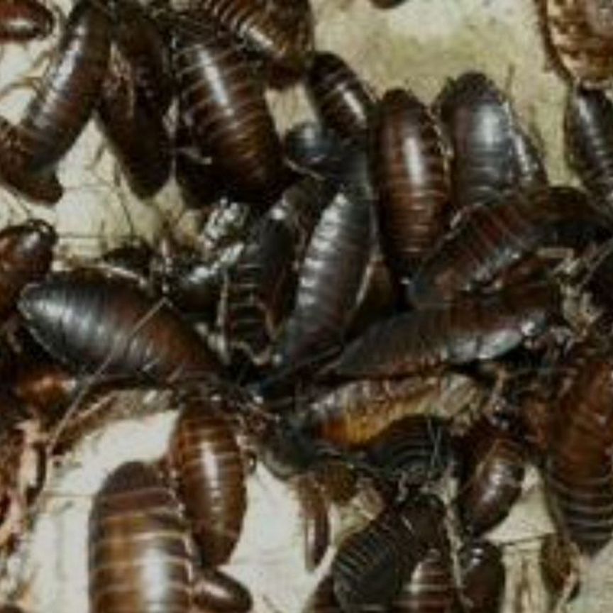 Живой корм мраморный таракан