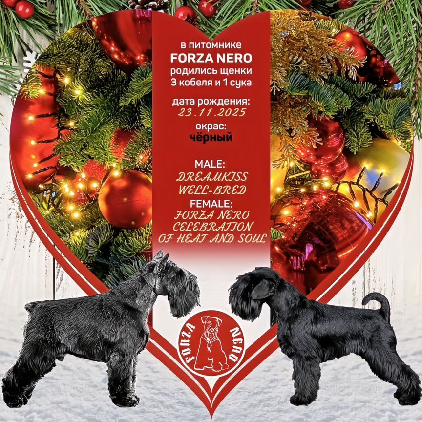 Цвергшнауцер, щенок