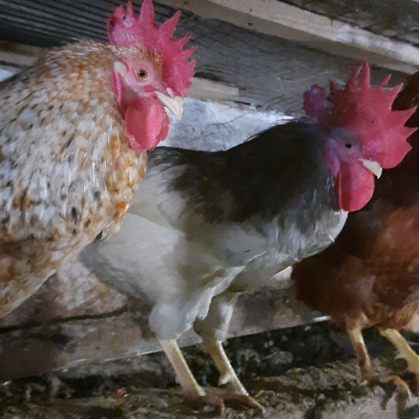 Петухи и индоут