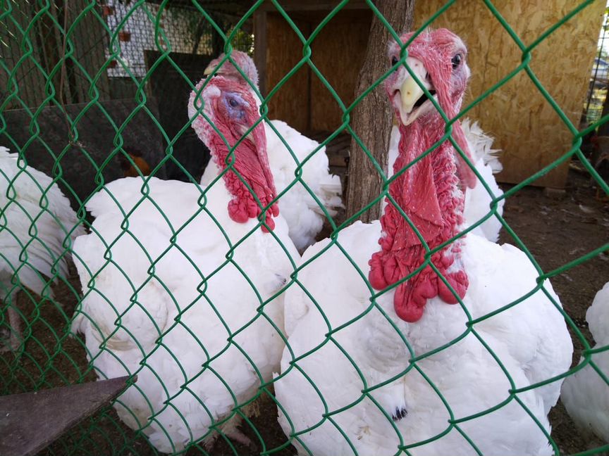 Продаем на мясо: индюки Хайбрит Кoнвеpтeр