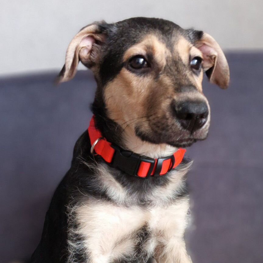 Девочка в добрые руки