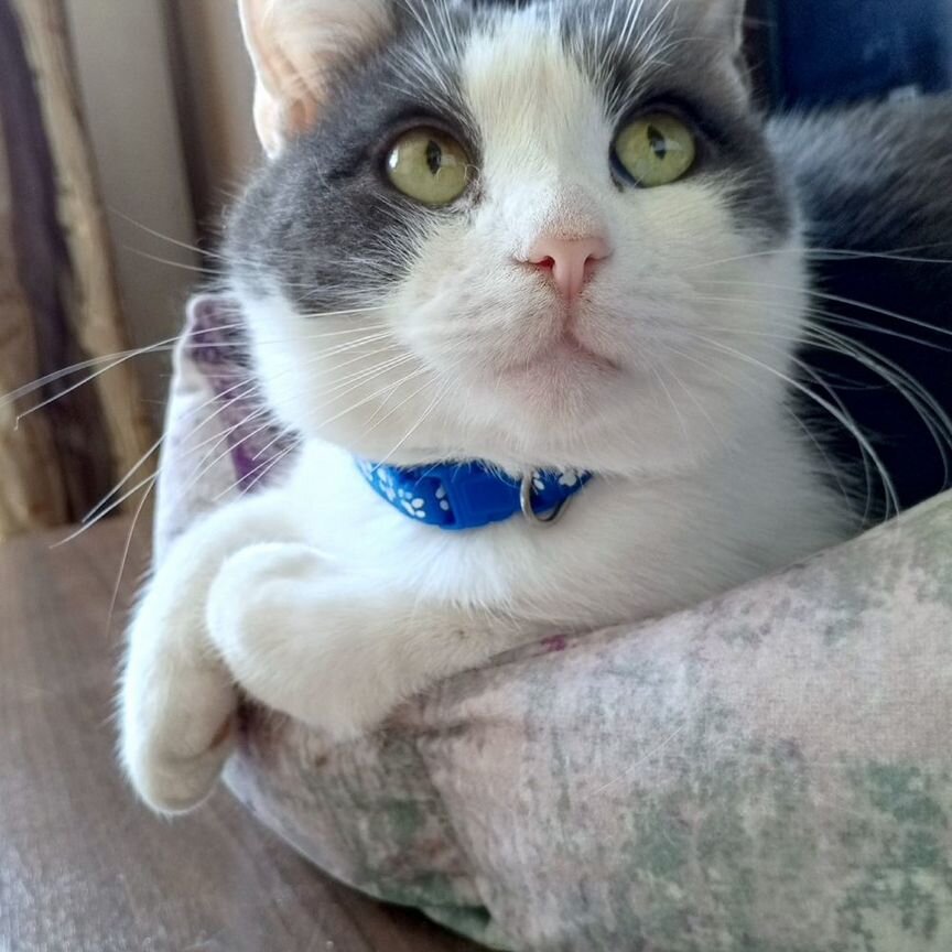 Отдам кота в добрые руки