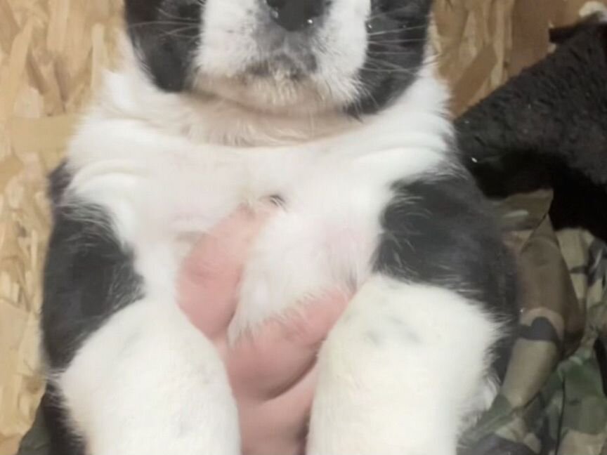 Щенки сао алабай