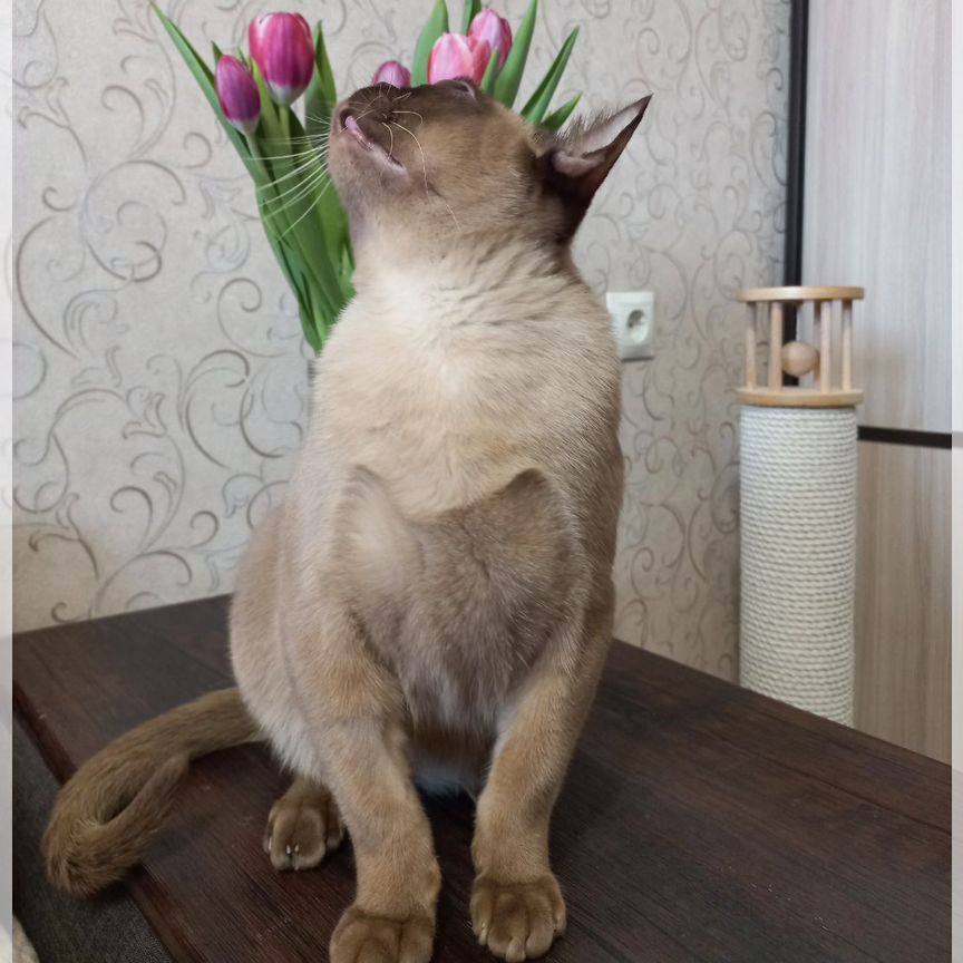 Зооняня