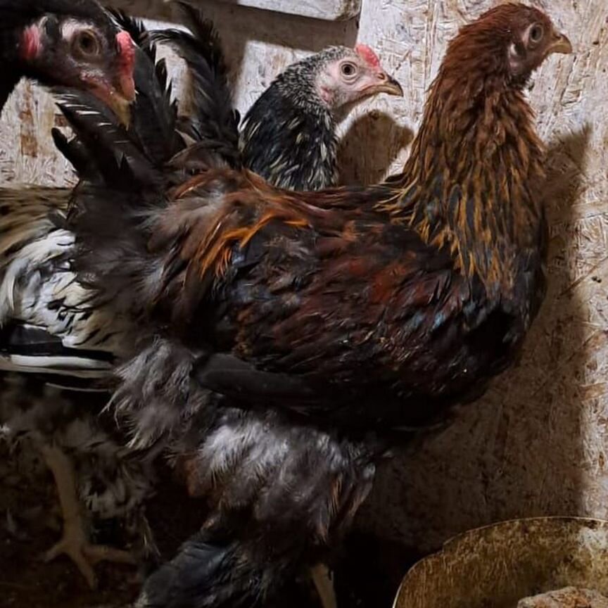 Петухи породы Брама