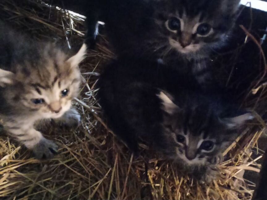 Кошка в дар