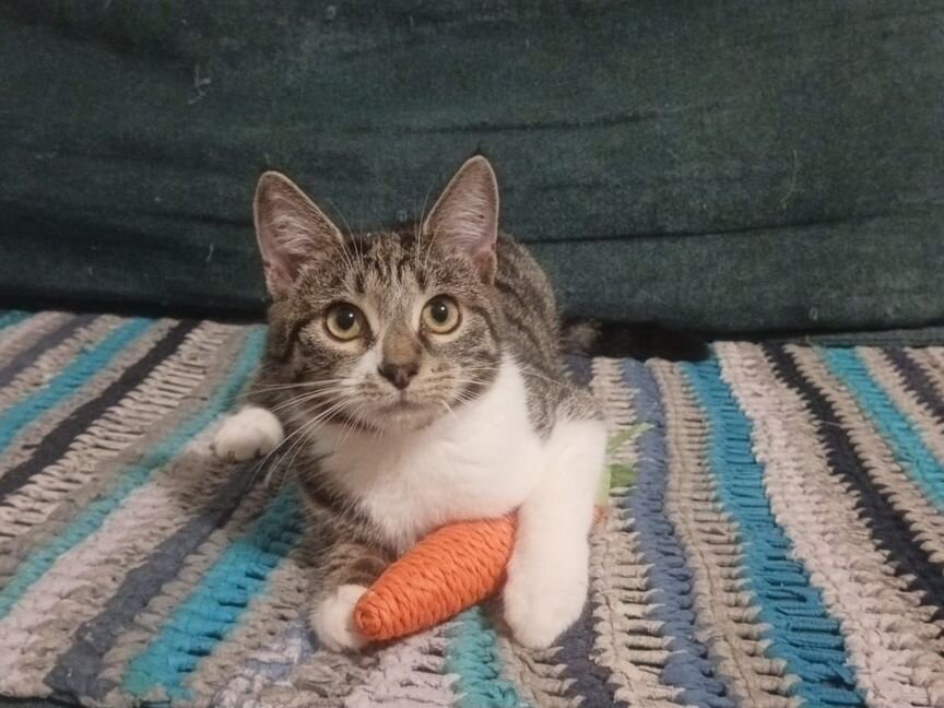 Котенок