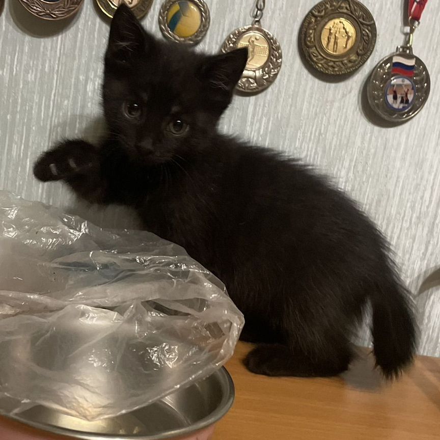 Котёнок в добрые руки