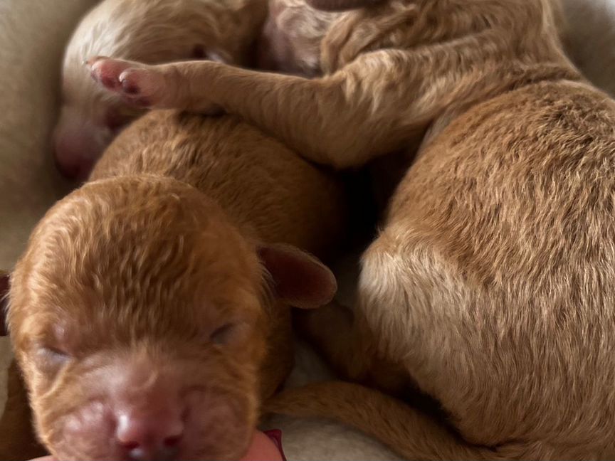 Щенки карликового пуделя