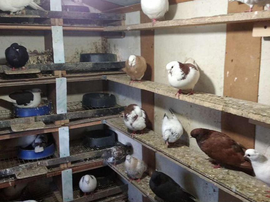 Голуби
