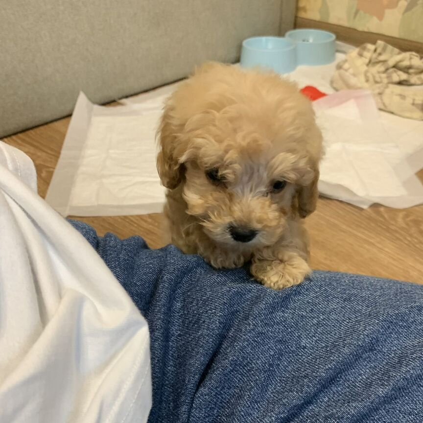 Мальтипу мини