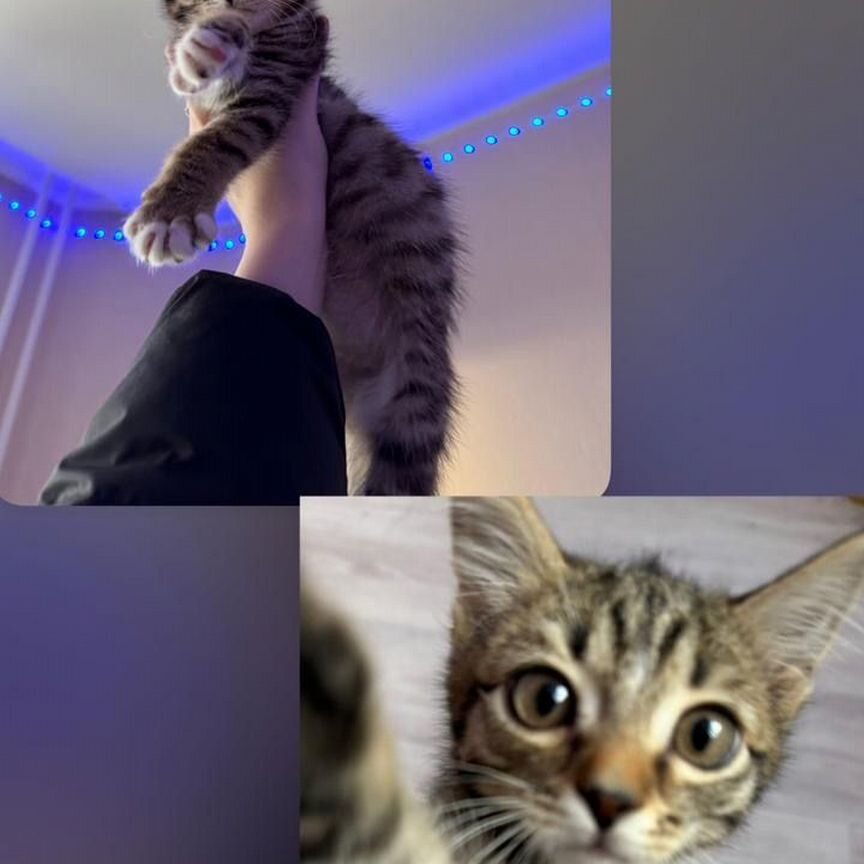 Смешной котеночек