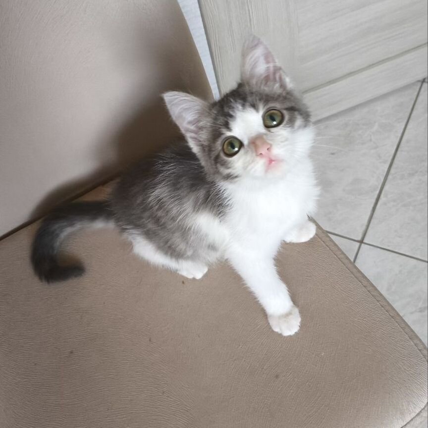 Котята в добрые руки бесплатно