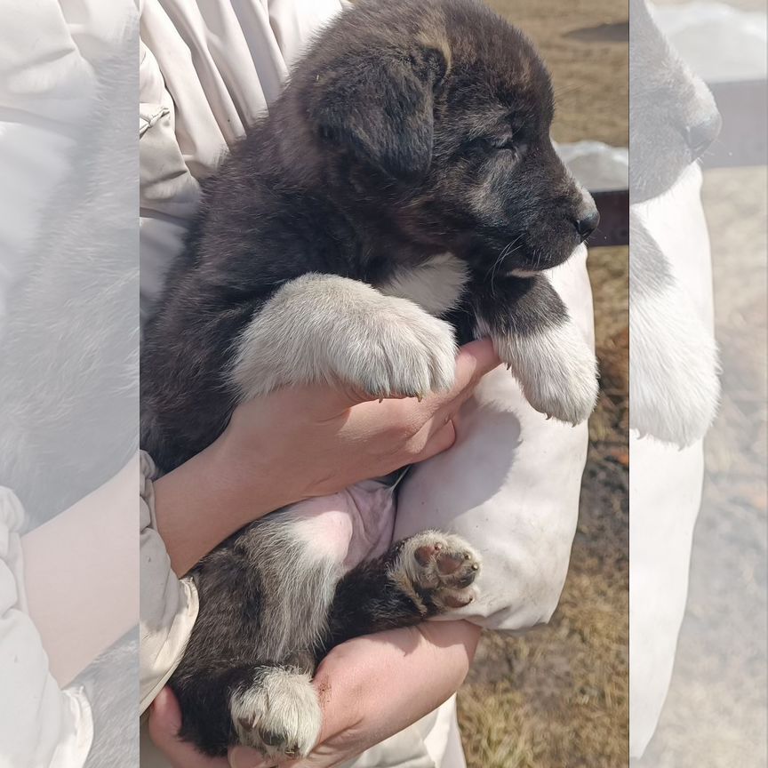 Среднеазиатская овчарка, щенок