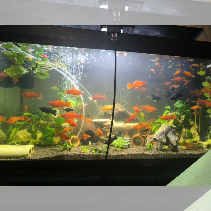 Аквариумные рыбки, меченосцы