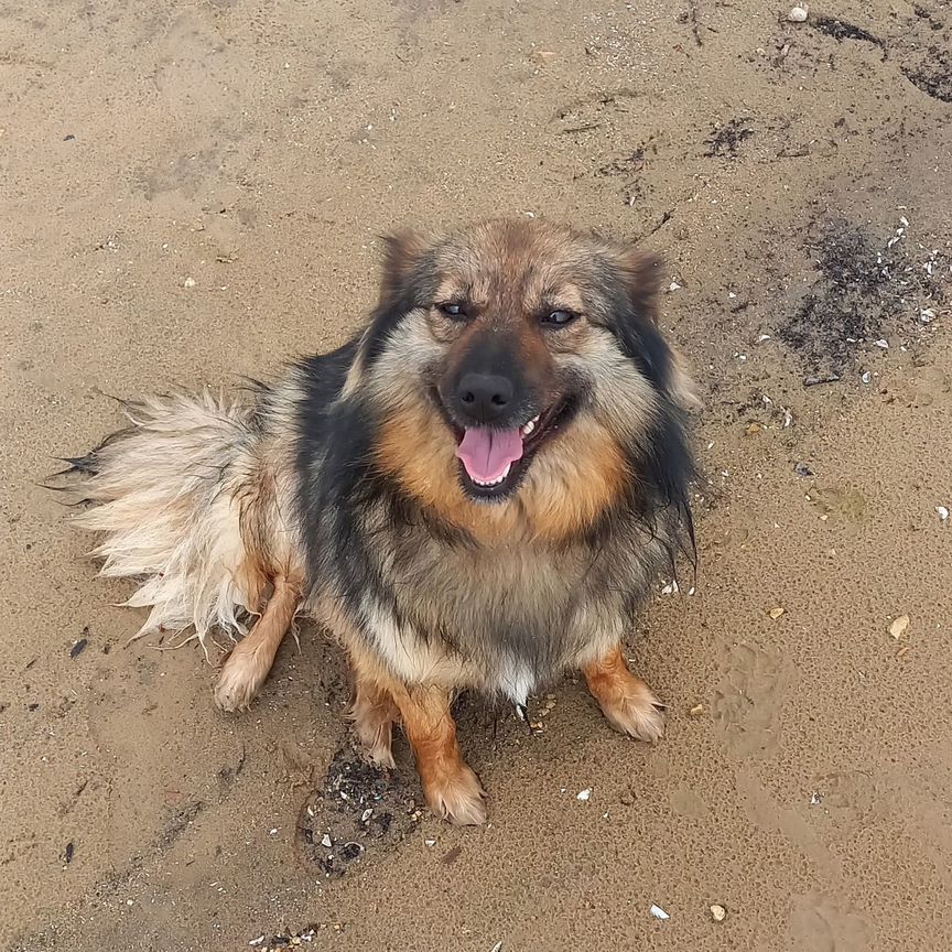 Марго в поисках дома