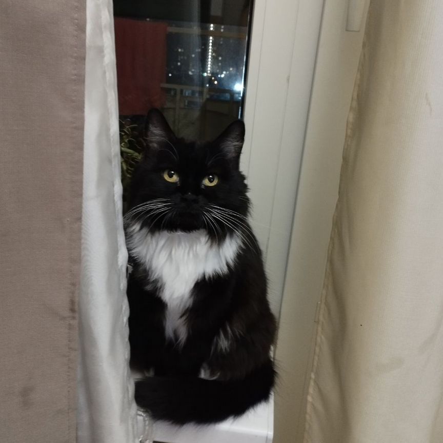 Кошки в добрые руки